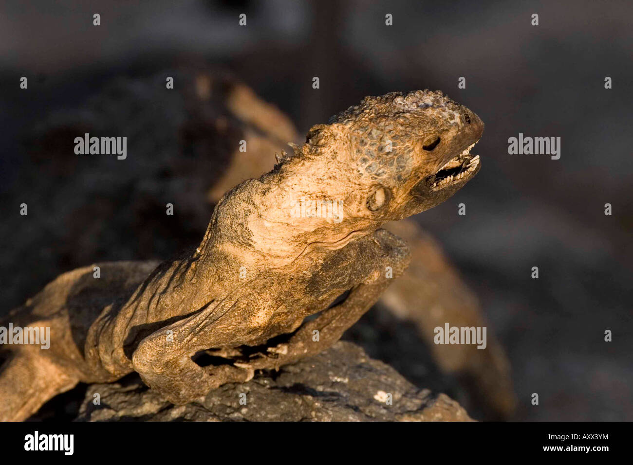 Dead Marine iguana these reptiles are effected by climate change the El ...