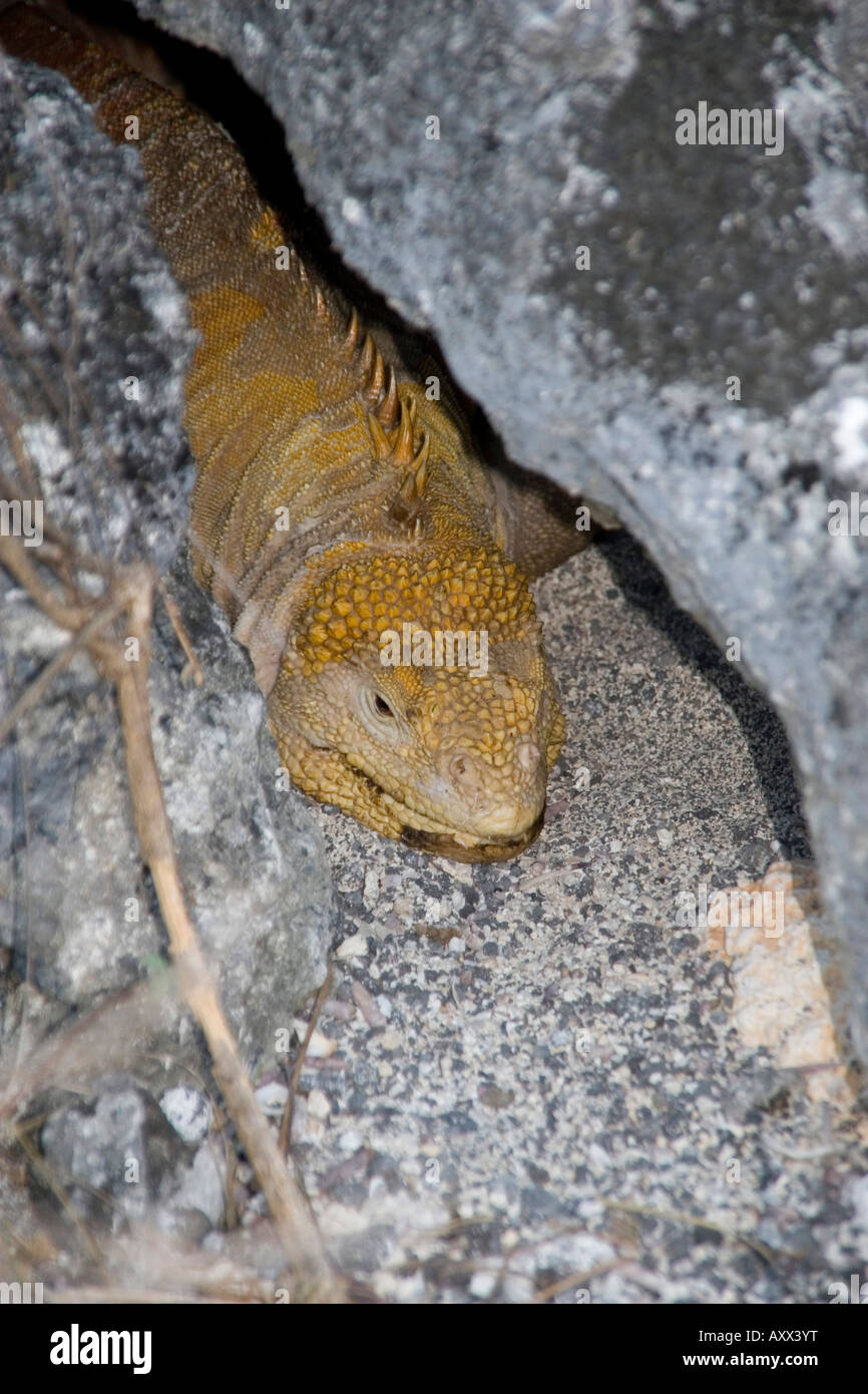 Land Iguana in nesting burrow on Bahia Urbina Galapagos islands Stock ...