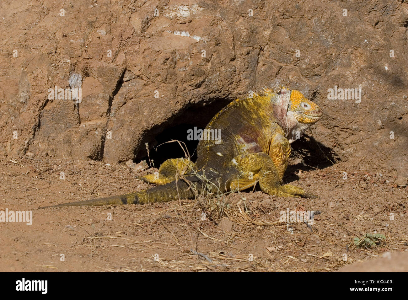 Male Land Iguana by nesting burrow Santa Cruz island Galapagos Stock ...