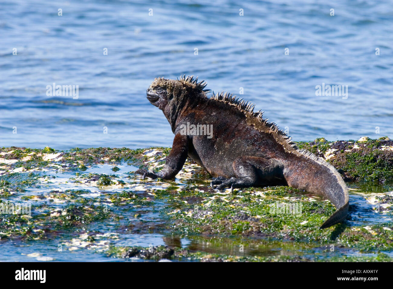 Sea going lizard hi-res stock photography and images - Alamy