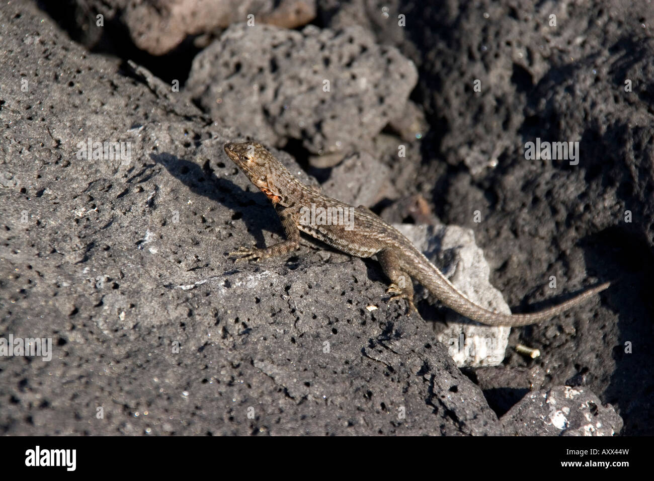 Galapagos Lava Lizard on Santiago island Stock Photo - Alamy