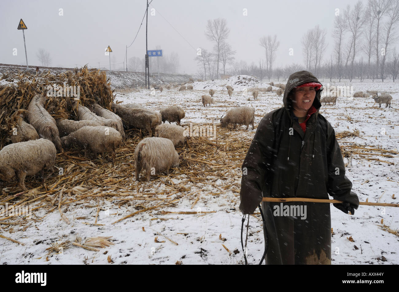 A farmer shepherd herds sheep in a village in Chicheng county, Hebei ...
