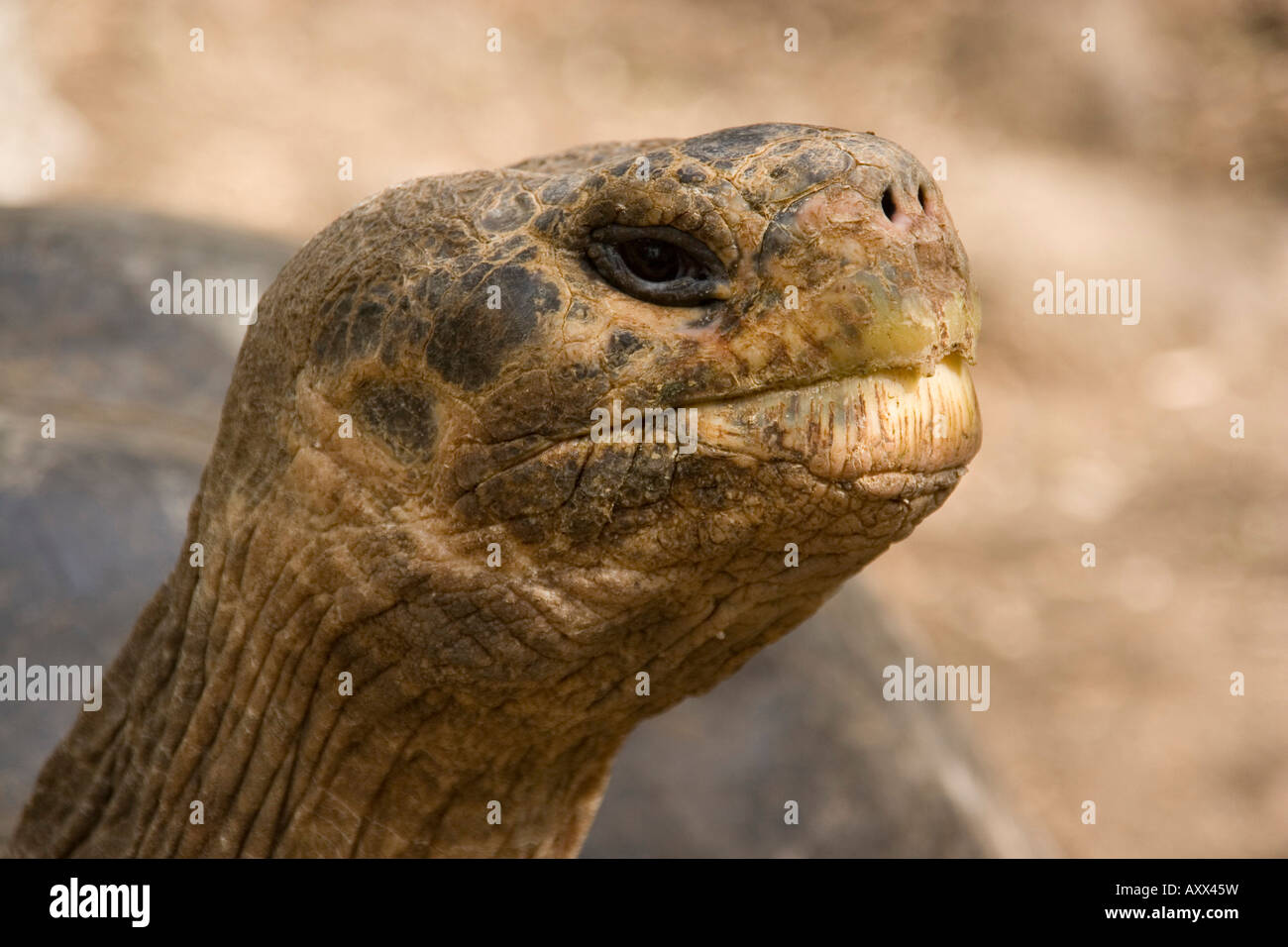head of Galapagos giant tortoise Stock Photo - Alamy