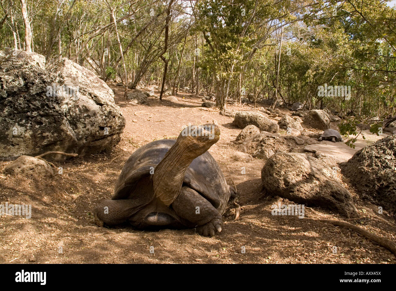 Wild galapagos giant tortoise Stock Photo - Alamy