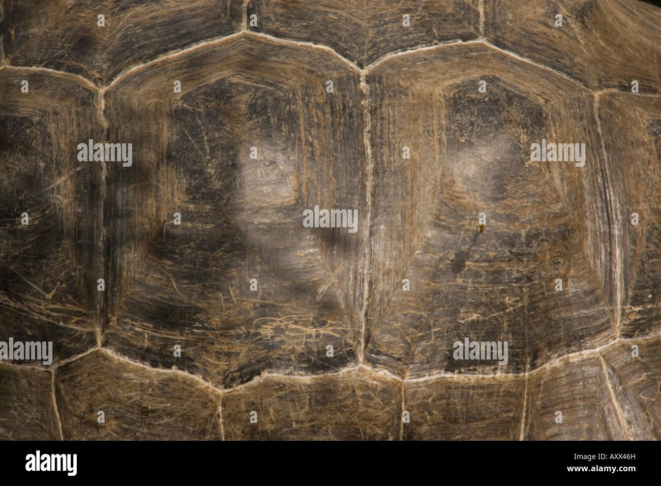 Close up of scales on Galapagos giant tortoise shell Stock Photo - Alamy