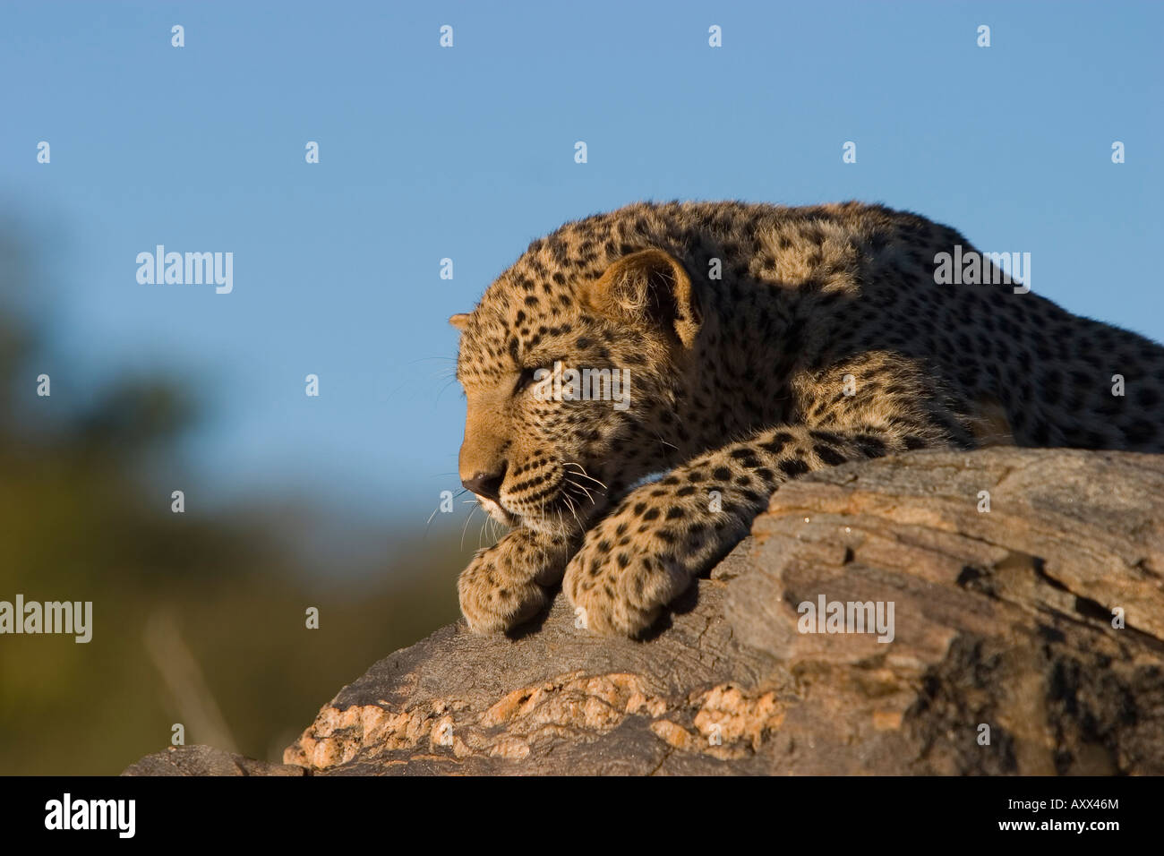 Side view african leopard head hi-res stock photography and images - Alamy