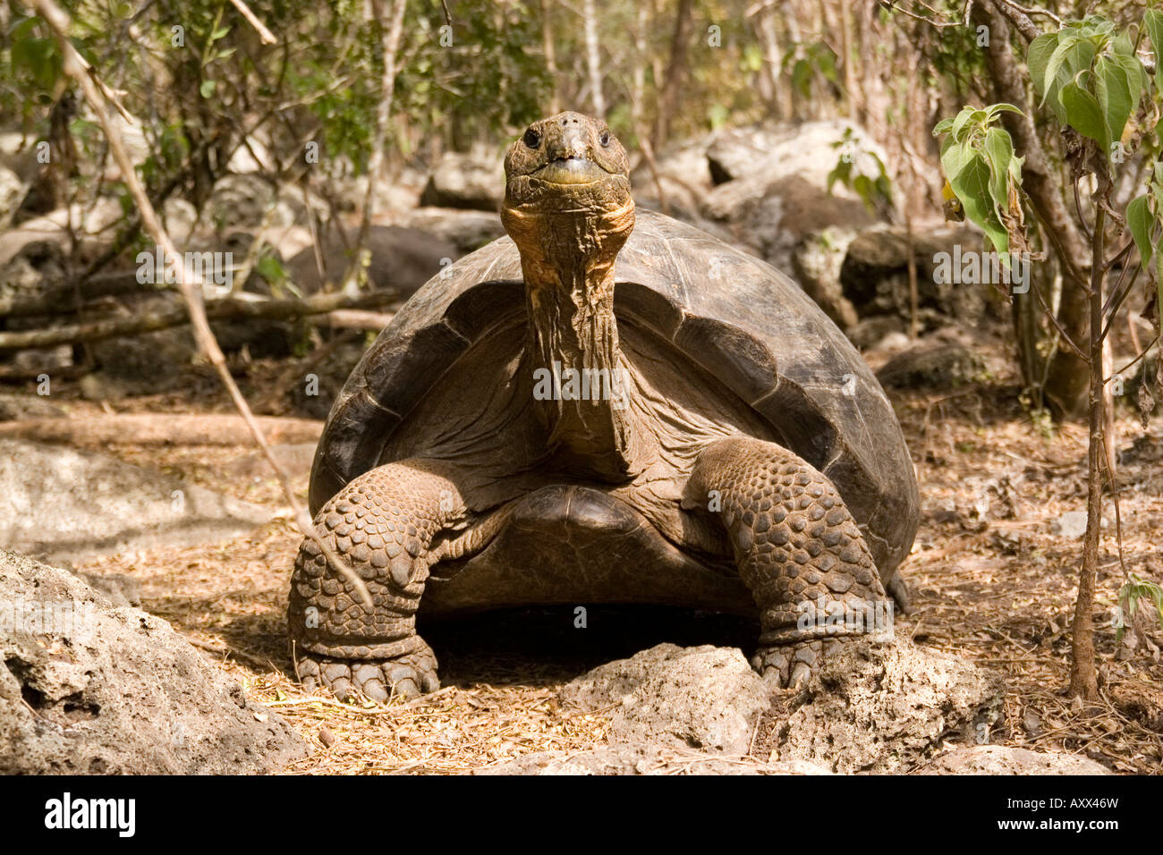 wild Galapagos tortoise Stock Photo - Alamy
