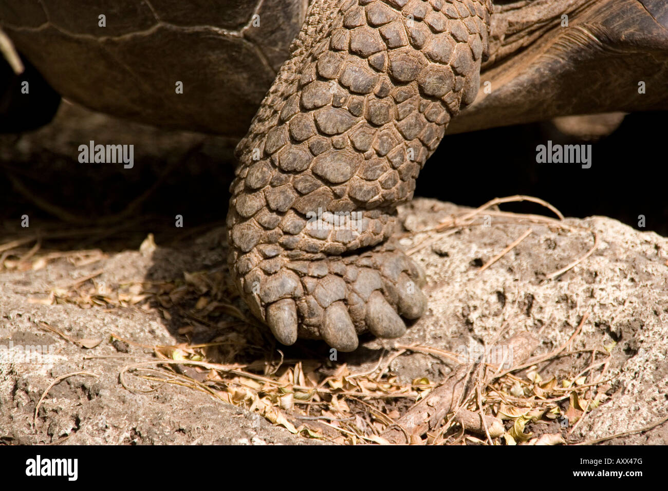 the frount leg of a Galapagos giant tortoise Stock Photo - Alamy