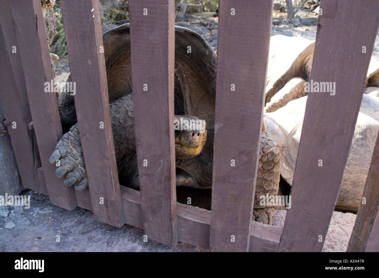Galapagos giant Tortoises in captivity at the Darwin research station ...