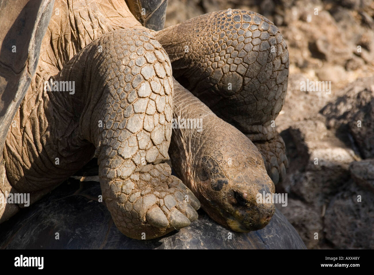 Galapagos Giant Tortoise male mounts female Stock Photo - Alamy