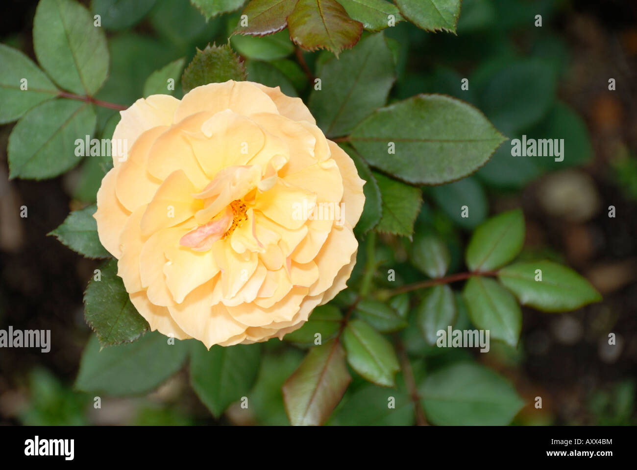 About Face Rose Stock Photo - Alamy
