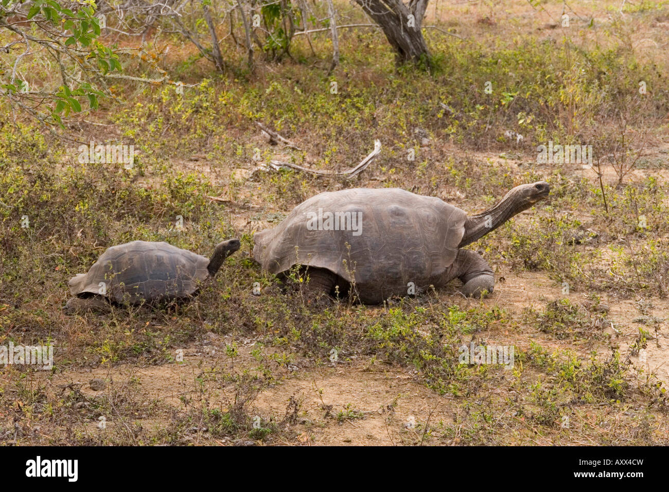 two different stages in growth of the Galapagos giant tortoise from San ...