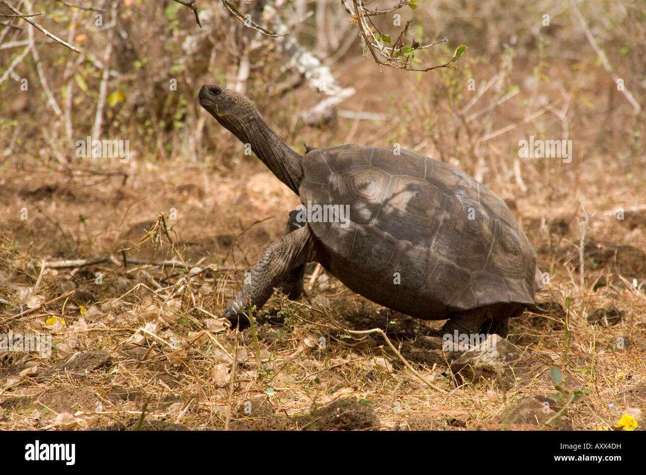 Galapagos giant tortoise from San Cristobal reaches high for food Stock ...