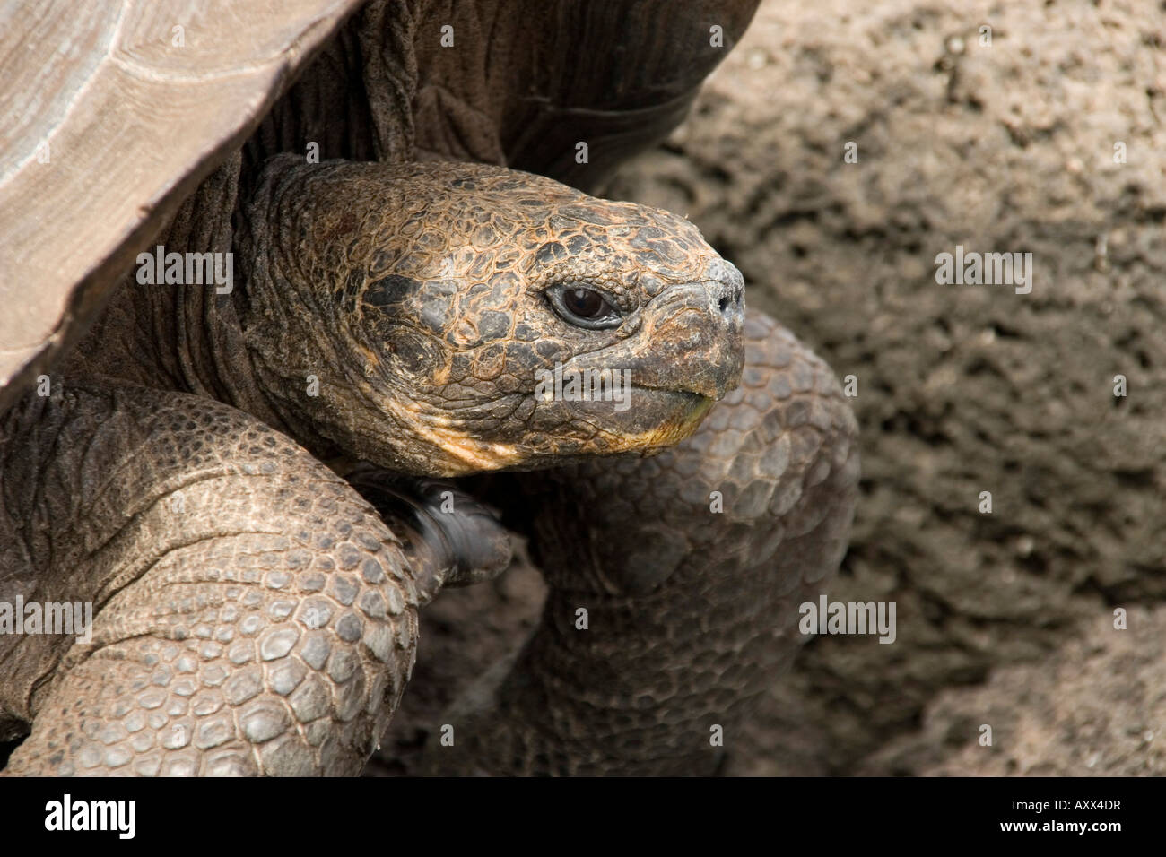 Tortoise head hi-res stock photography and images - Alamy