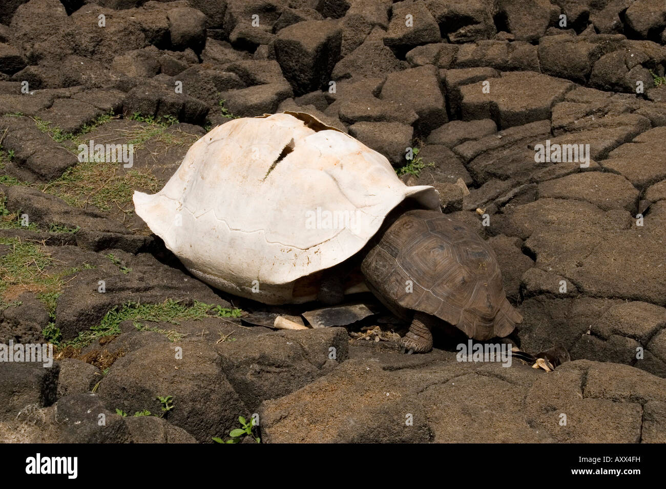 Galapagos Tortoise looks into a shell of a dead one Stock Photo - Alamy