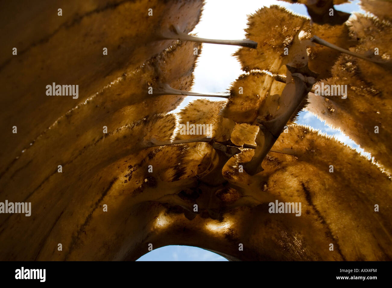 Looking from the inside outwards of a Galapagos Giant Tortoise shell ...