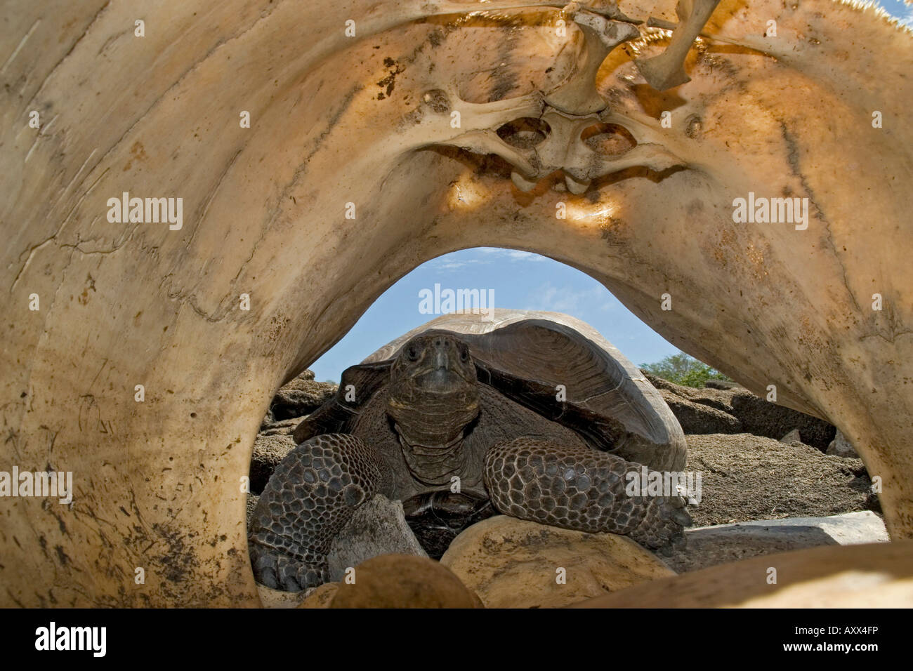 Giant Tortoise looks into the shell of a bigger tortoise Stock Photo ...