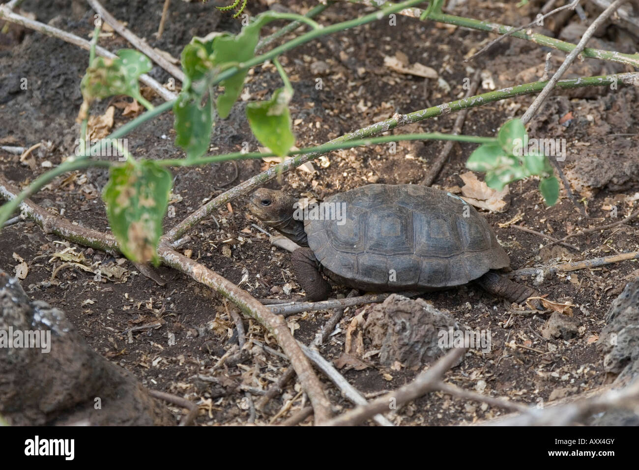 A young Galapagos Tortoise Stock Photo - Alamy