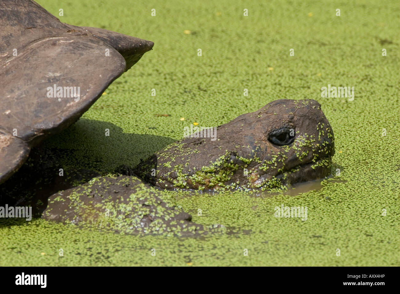 Galapagos giant tortoise rests in mud pool covered with duck weed Stock ...