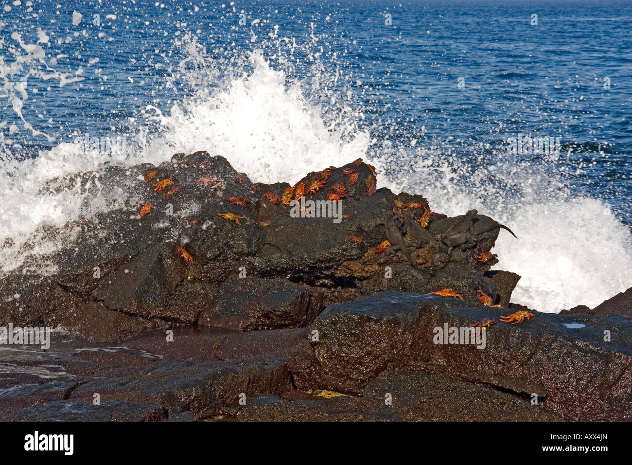 Sally light foot crabs hold on tight as the sea pounds the rocks Stock ...