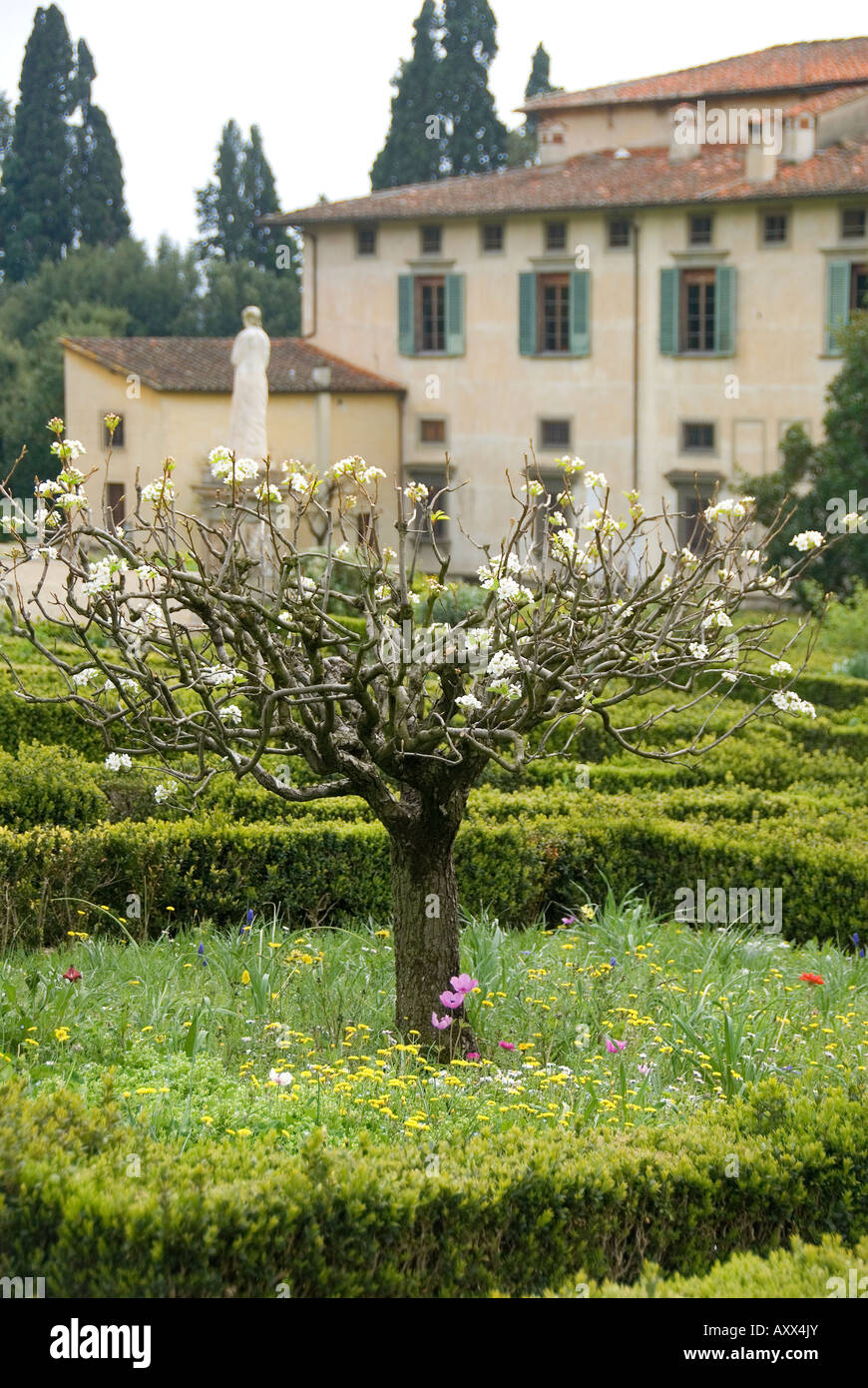 apple tree in bloom Garden of the Medici Villa of Castello, Sesto ...