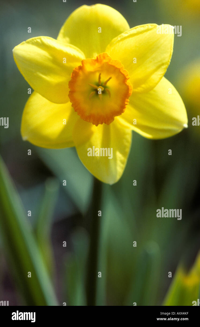 Perennial daffodil hi-res stock photography and images - Alamy