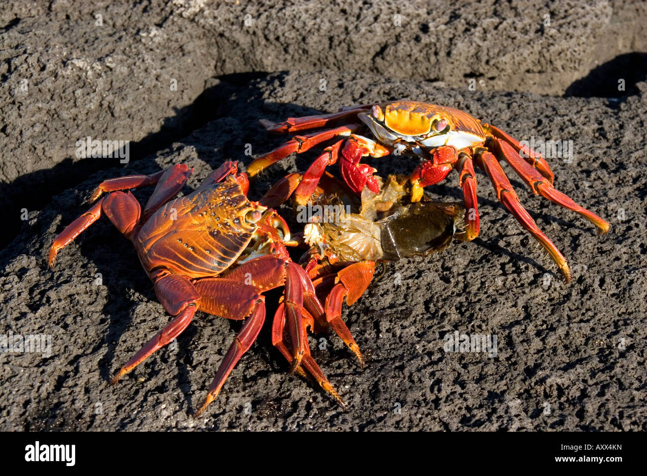 two sally light foot crabs feed on a third crab Stock Photo - Alamy