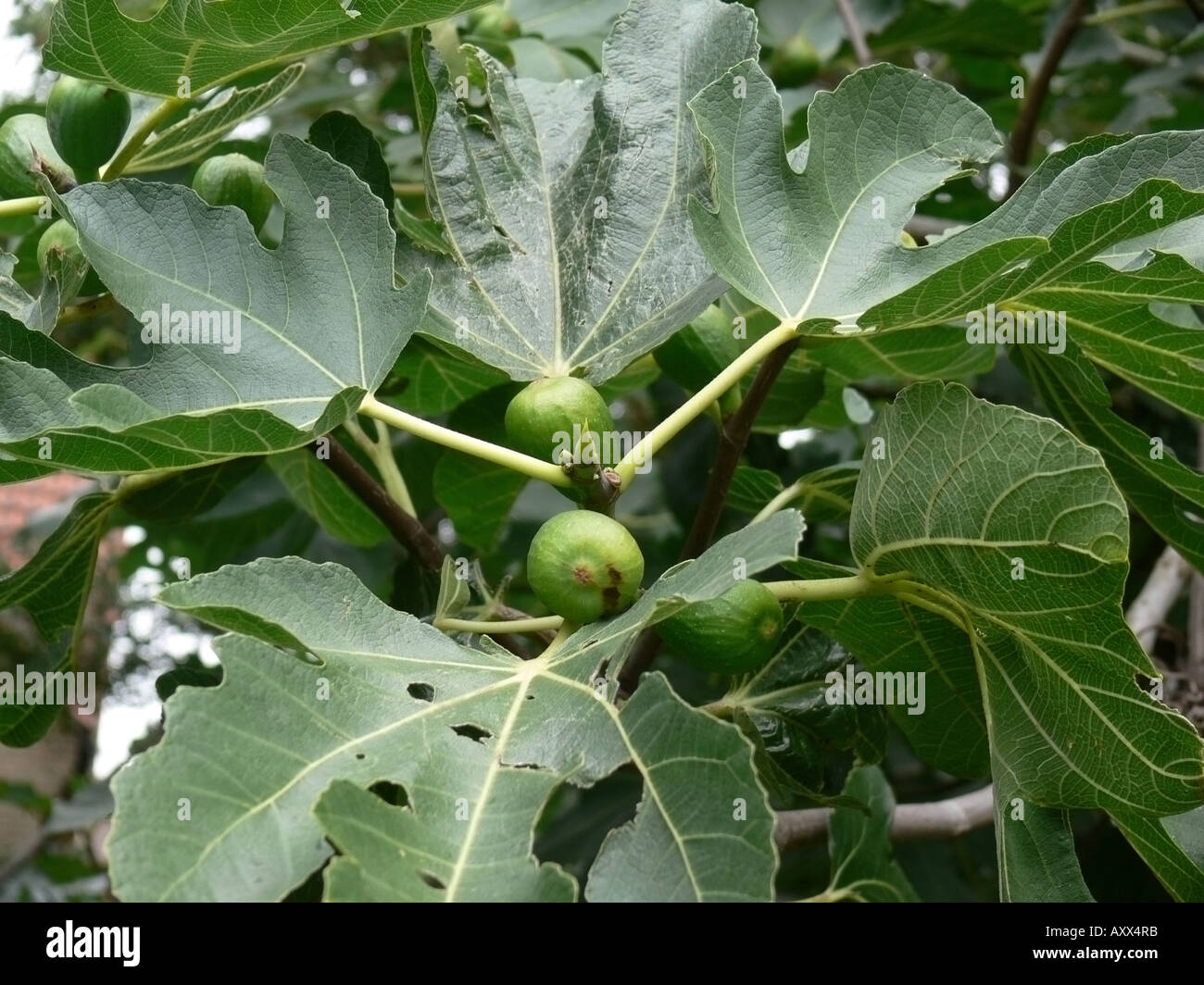 pair of figs Stock Photo - Alamy
