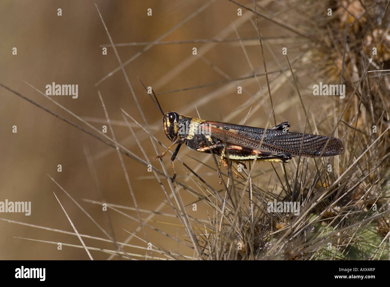 Galapagos Large painted locust Stock Photo - Alamy