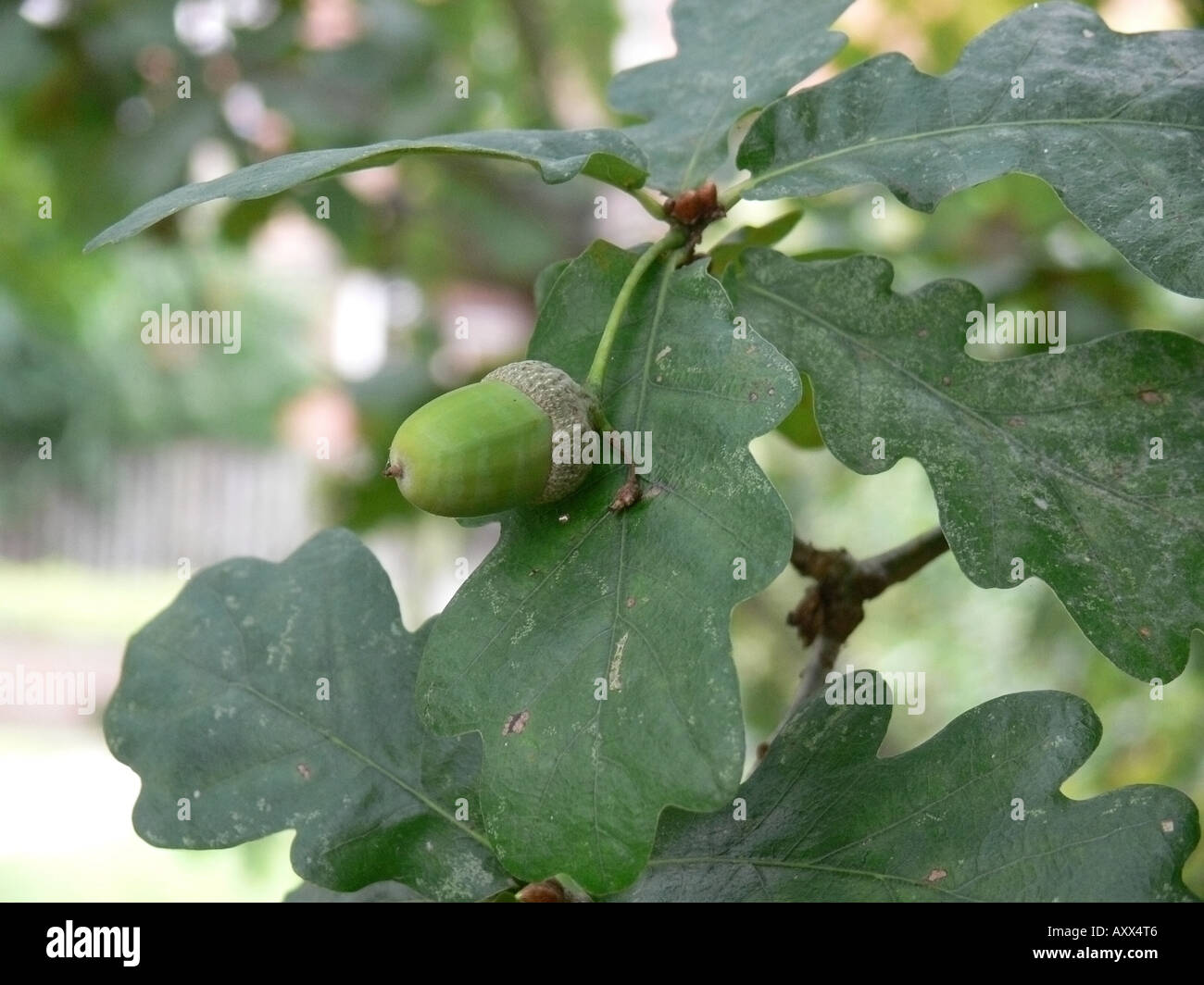 Acorn nut fruit hi-res stock photography and images - Alamy