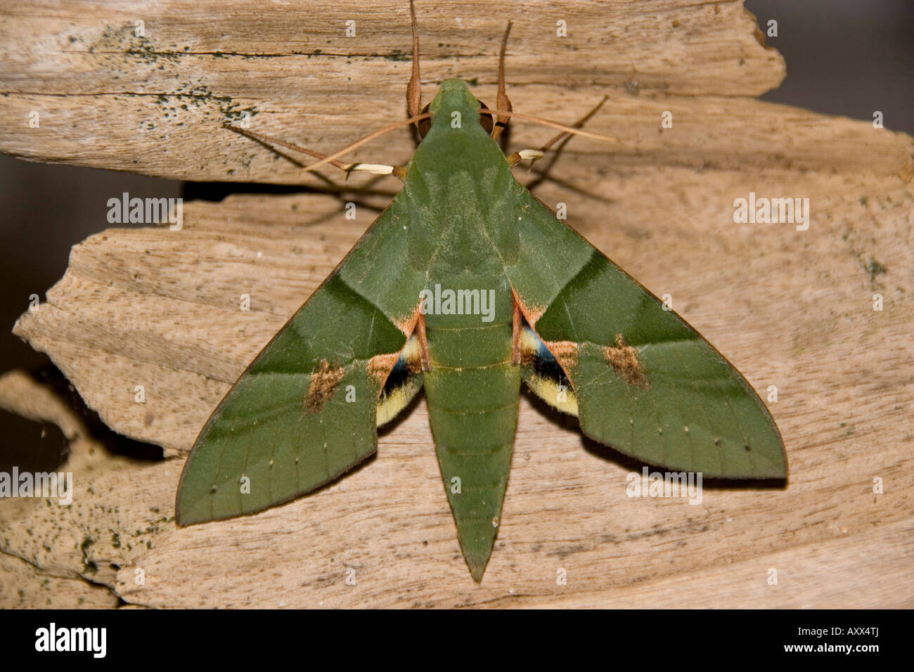 Galapagos green hawkmoth Stock Photo - Alamy