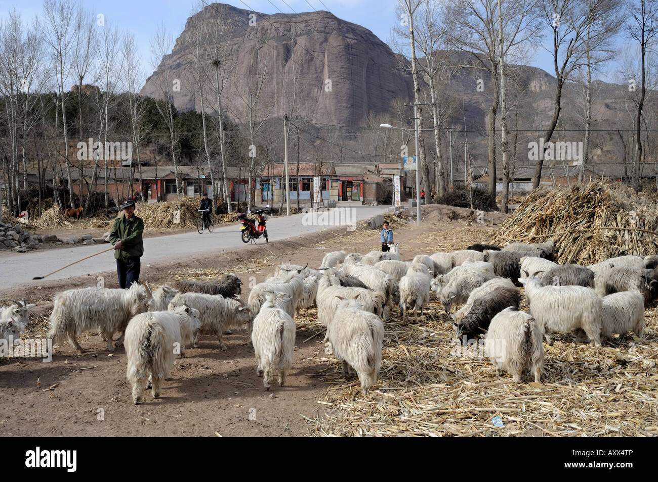Village sheep shepherd hi-res stock photography and images - Alamy