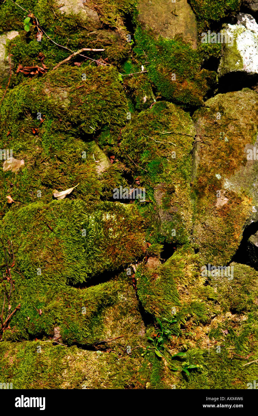 Moss covered stone textures hi-res stock photography and images - Alamy