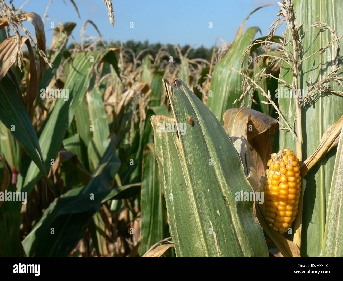 corn field in autumn Stock Photo - Alamy