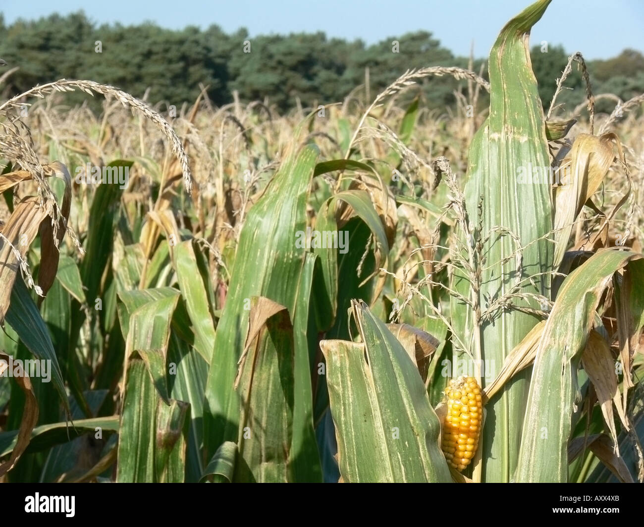 corn field in autumn Stock Photo - Alamy