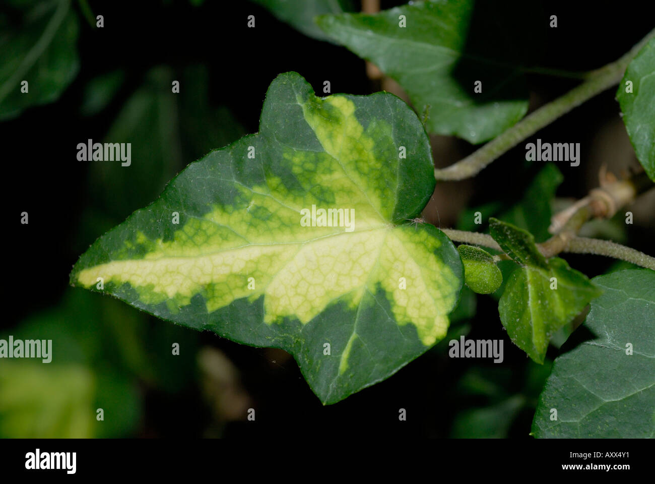 Variegated ivy plant hi-res stock photography and images - Alamy