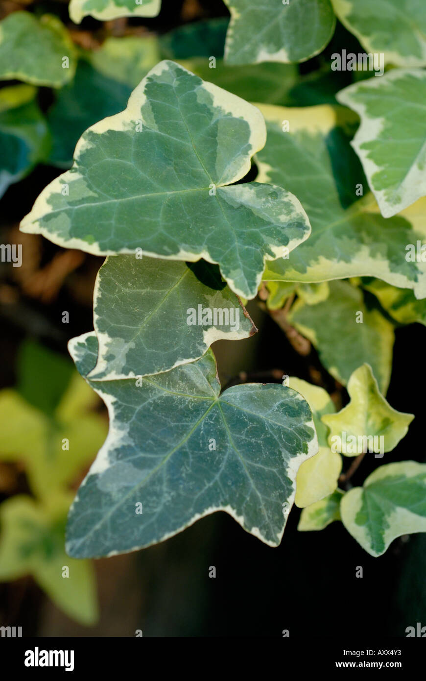 Variegated ivy hi-res stock photography and images - Alamy