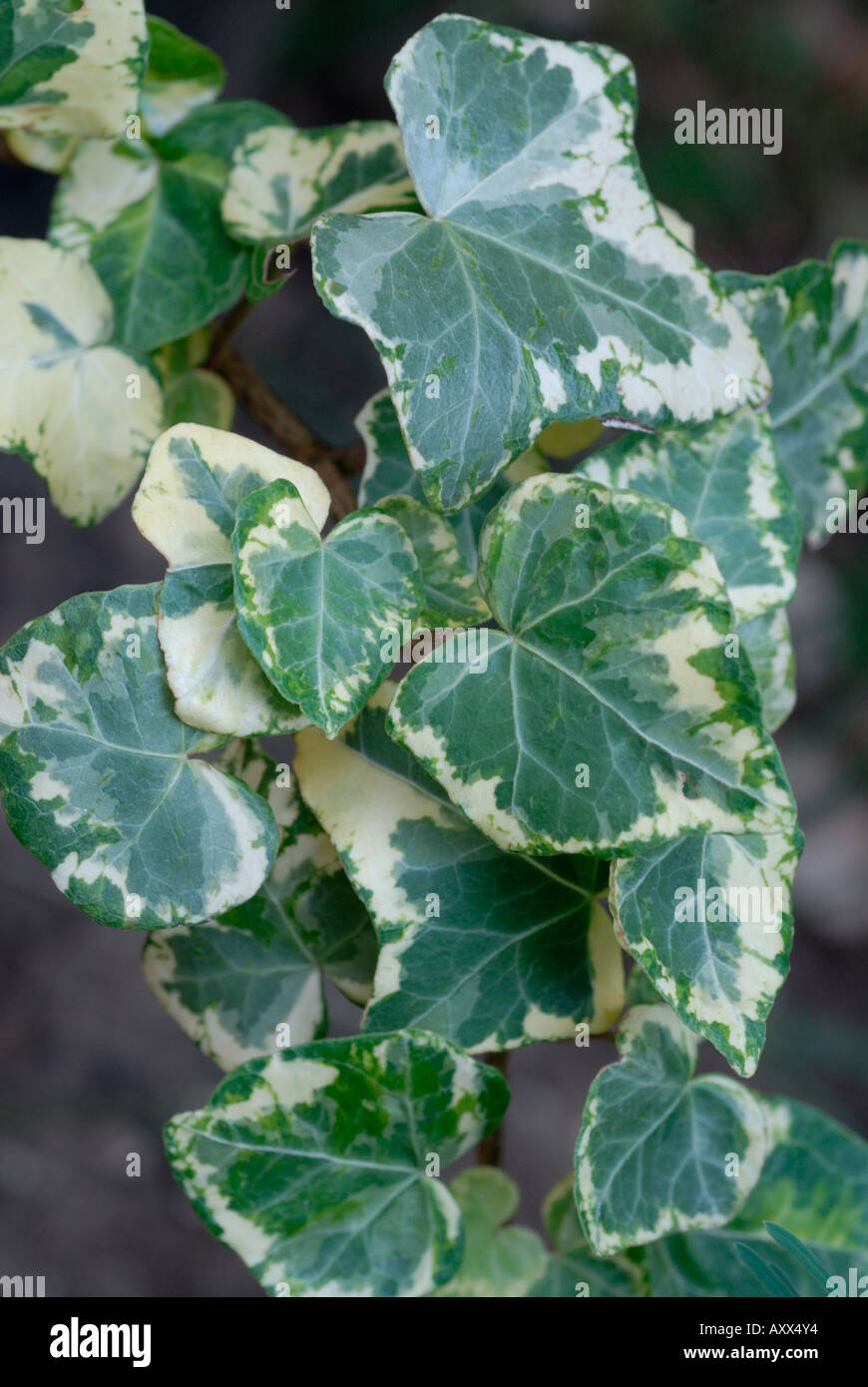 Variegated ivy close up hi-res stock photography and images - Alamy