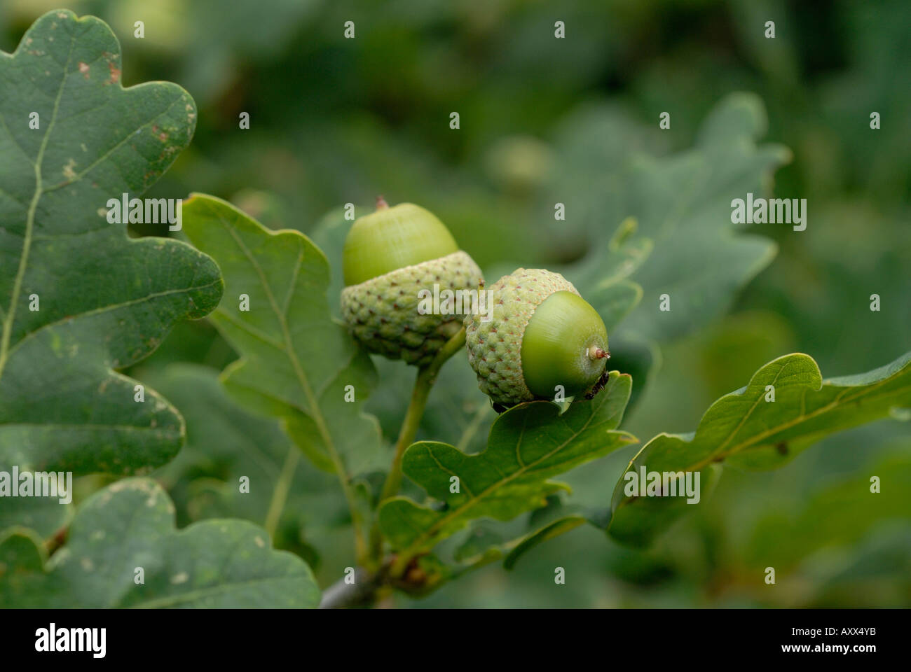 Oak tree acorns uk hi-res stock photography and images - Alamy