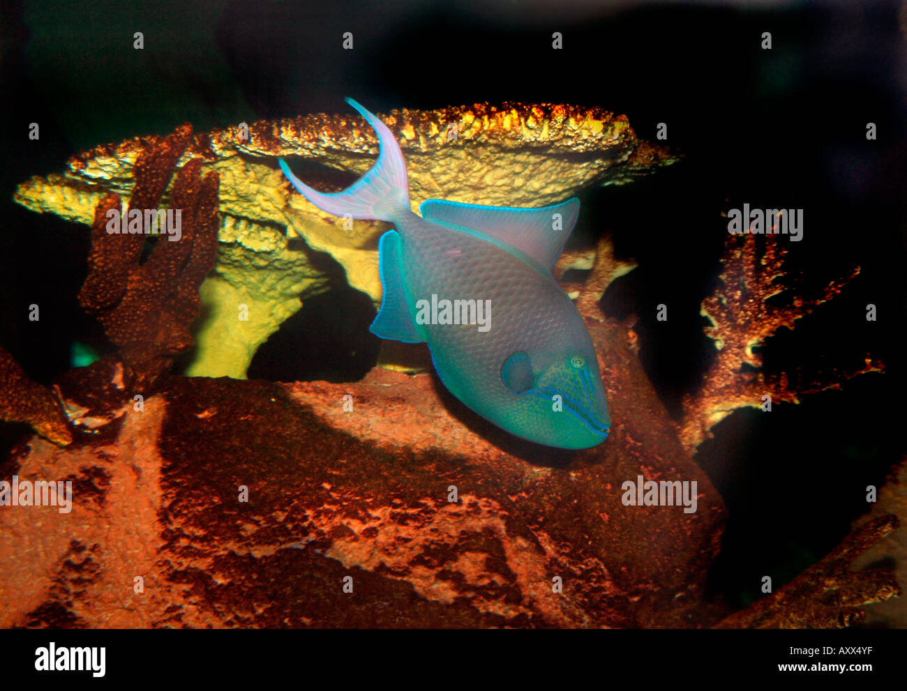 Trigger fish hi-res stock photography and images - Alamy