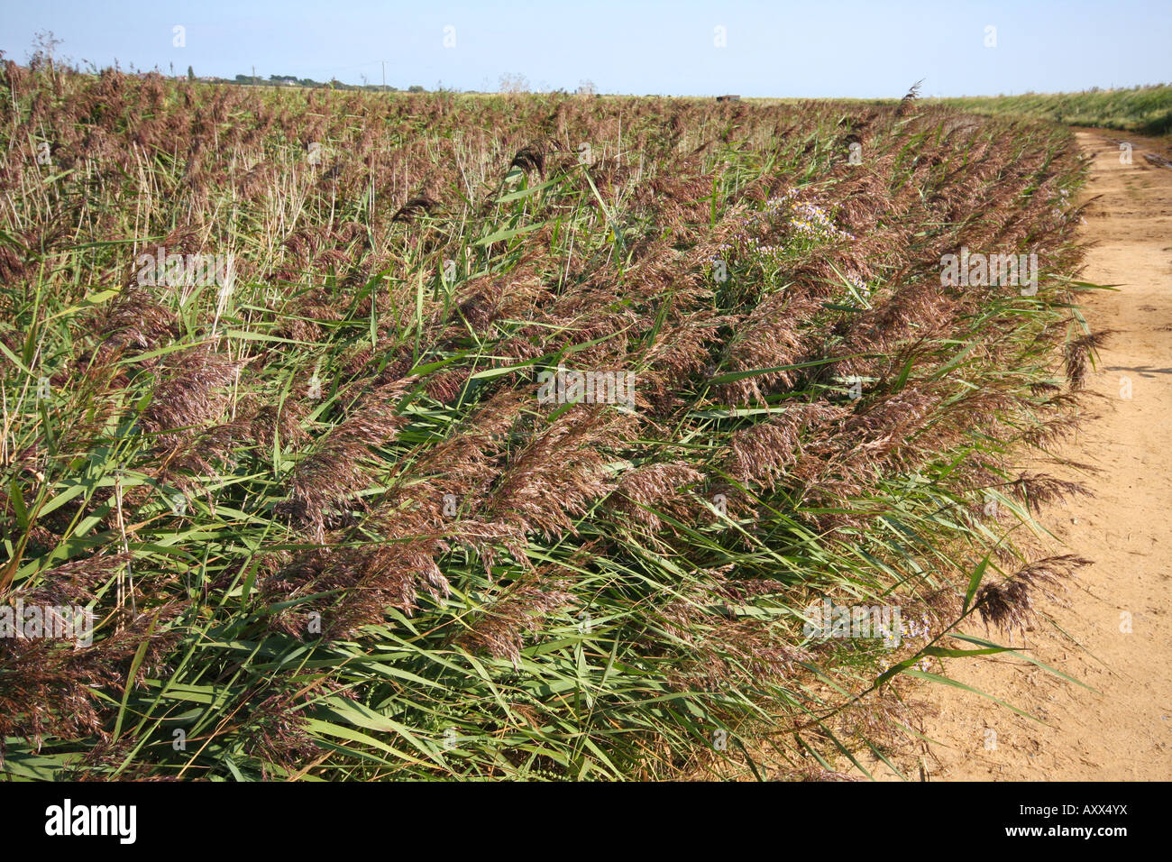 Suffolk wildlife trusts hi-res stock photography and images - Alamy