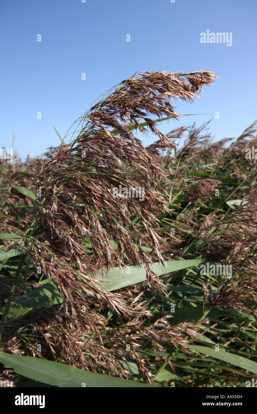 Flowering head of Common reed with seeds Stock Photo - Alamy