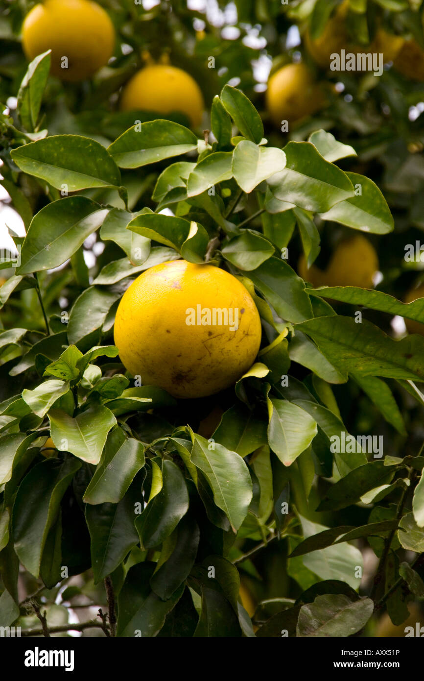Grapefruit Citrus paradisi fruit and leaf Stock Photo - Alamy