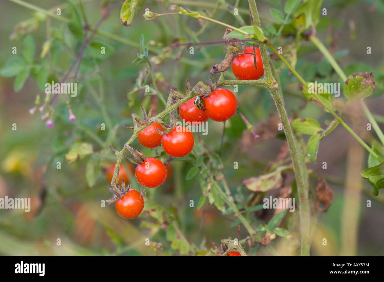 Galapagos tomato hi-res stock photography and images - Alamy