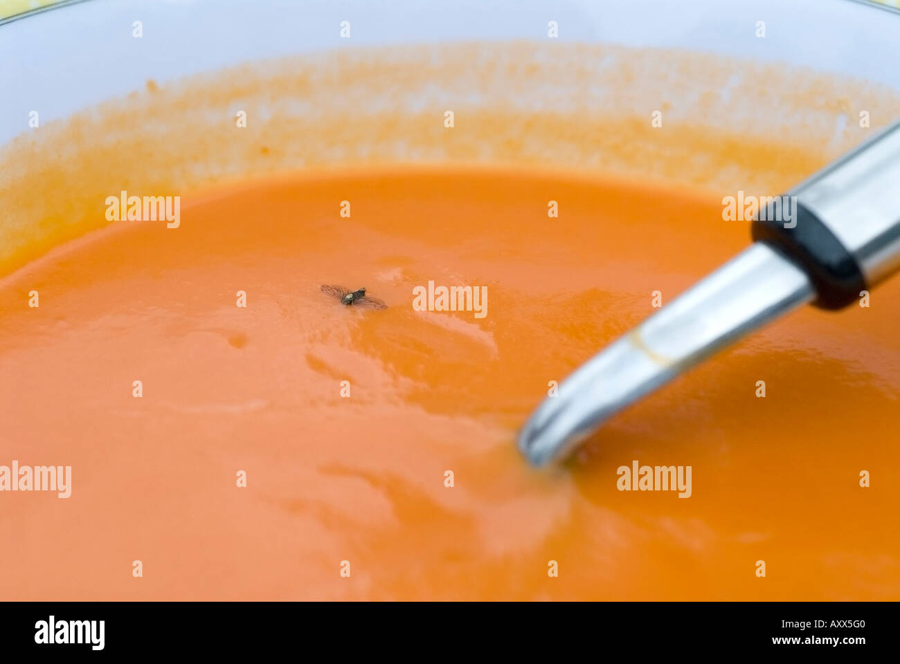 Fly in Soup Stock Photo - Alamy