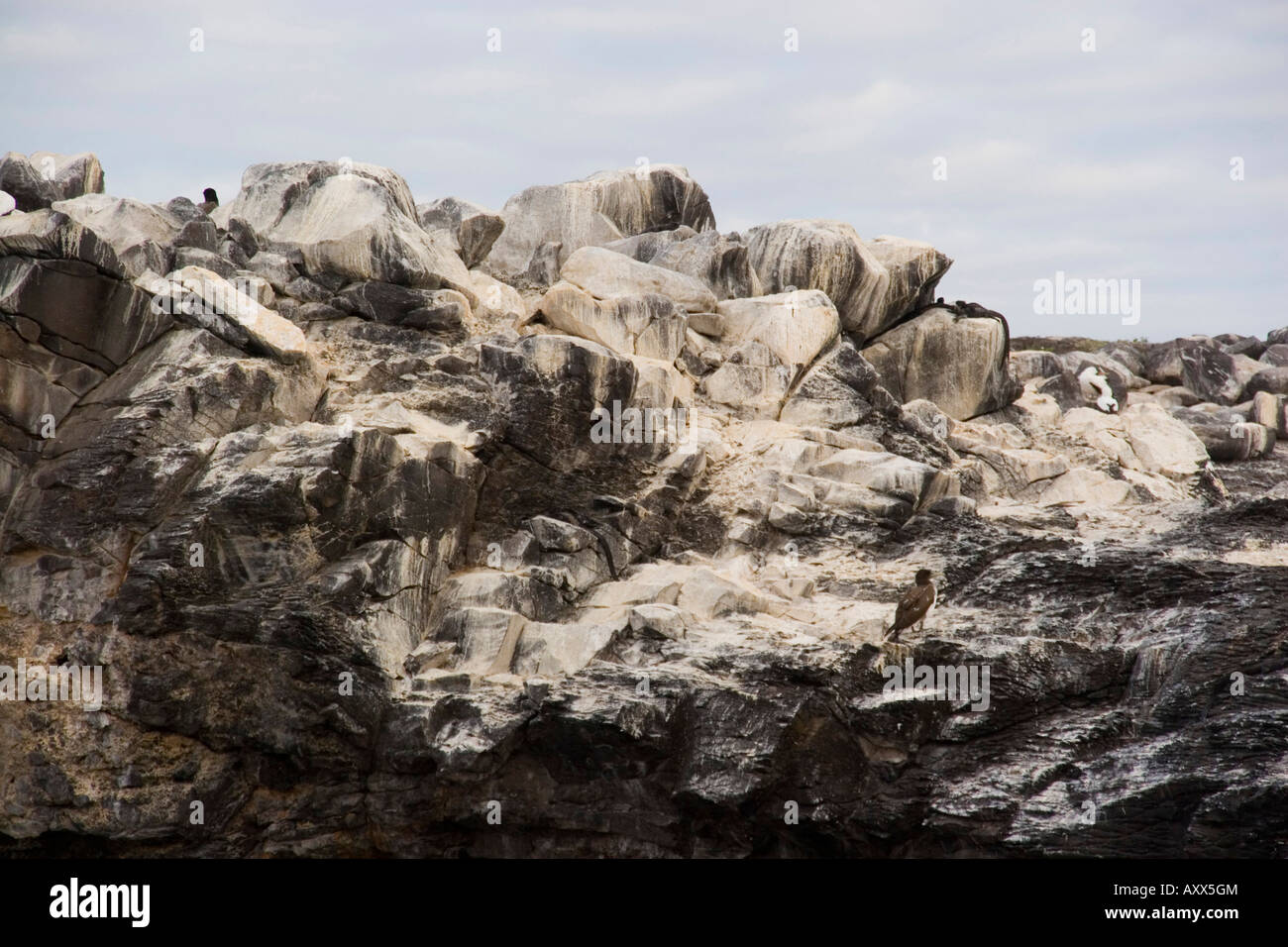 Rocks covered with seabird guano Galapagos island Stock Photo - Alamy