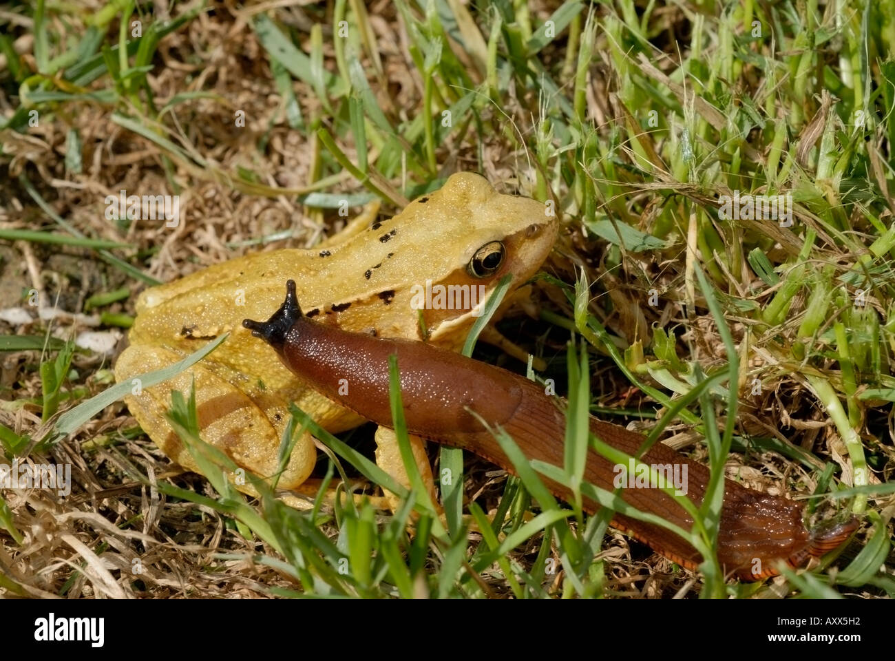 Slug climbing on a Frog Stock Photo - Alamy