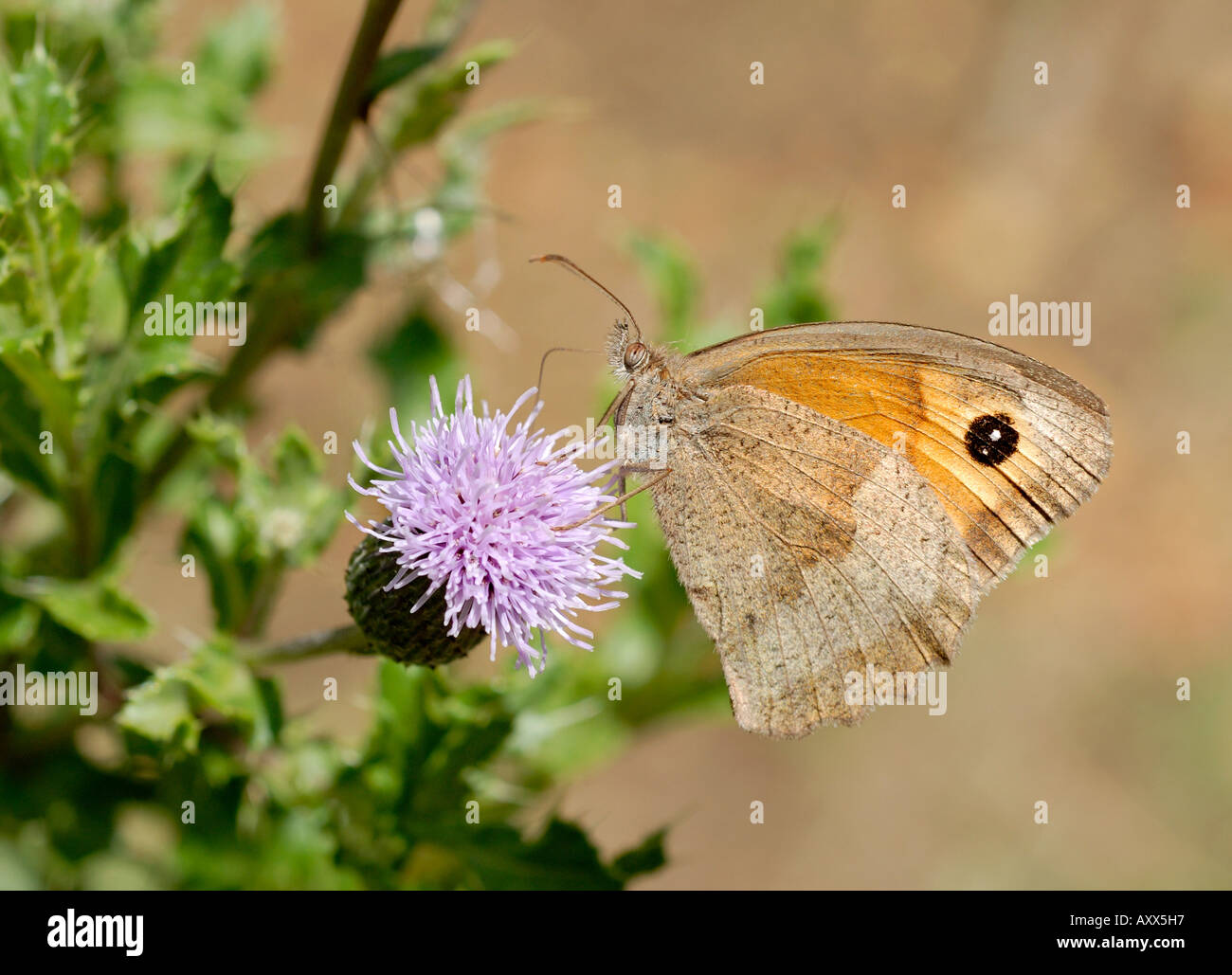 Meadow butterflies hi-res stock photography and images - Alamy