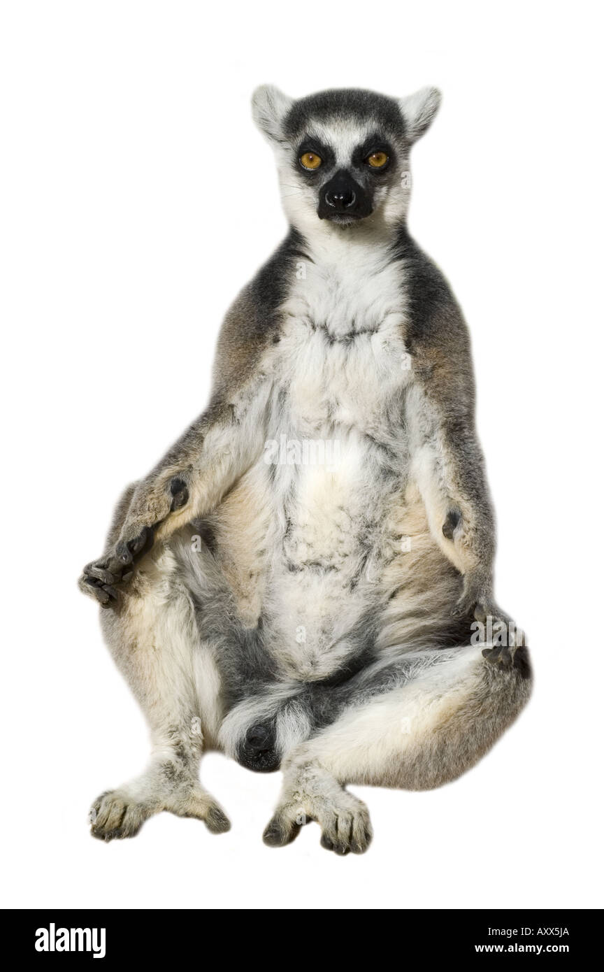 Ring tailed lemur Cut Out Stock Images & Pictures - Alamy