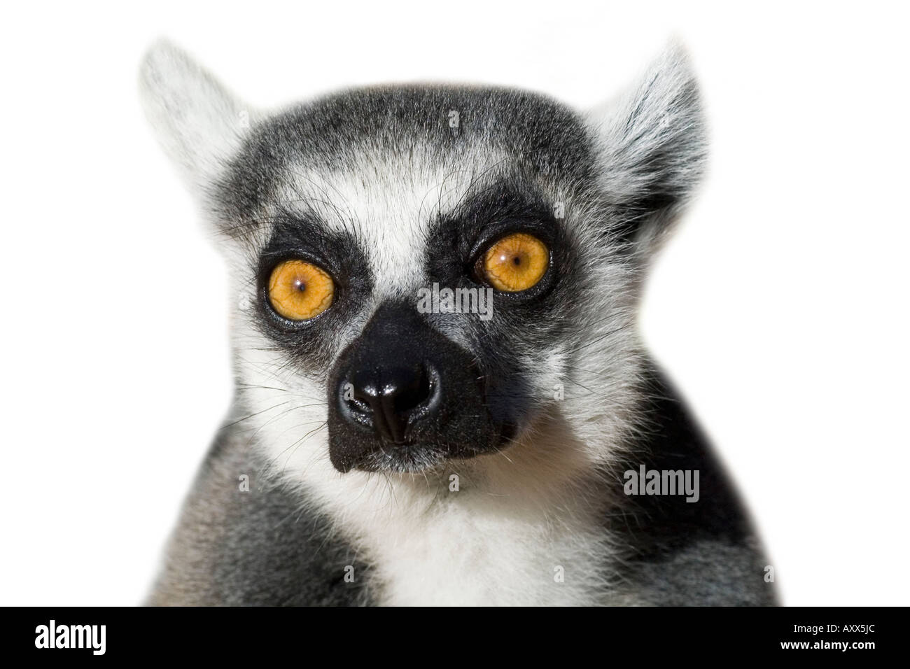 Ring tailed lemur Cut Out Stock Images & Pictures - Alamy